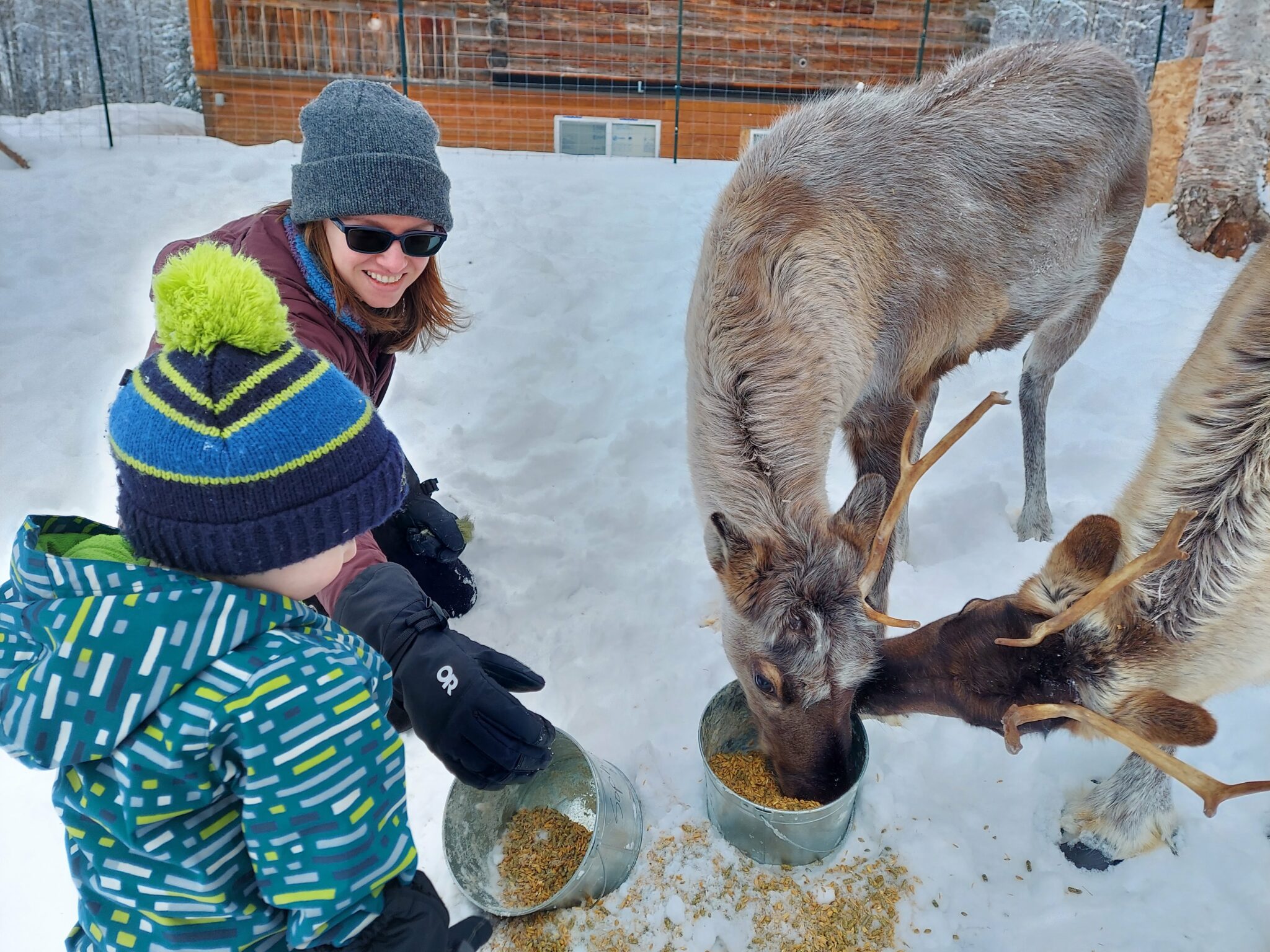 Reindeer Meet and Feed (1/2 hour) – The Reindeer Grove